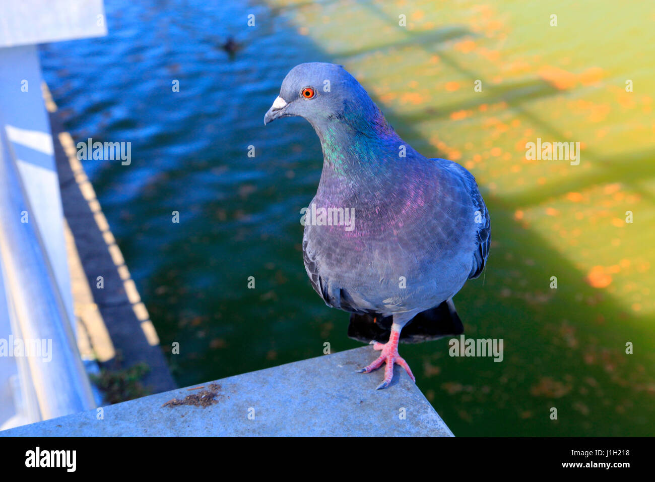 Pigeon in a Park Kawagoe Saitama Japan Stock Photo - Alamy