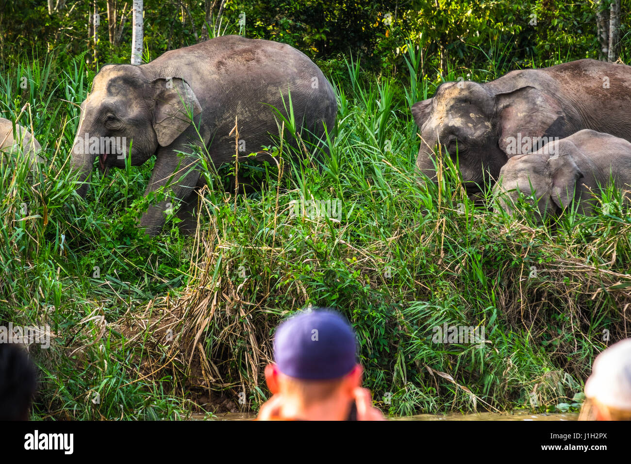 Unique animals of malaysia hi-res stock photography and images - Alamy