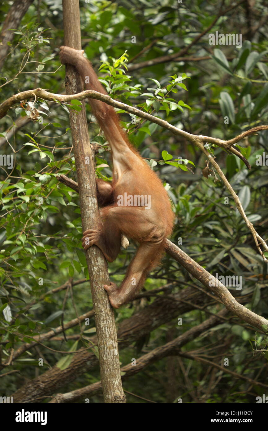 Wild orangutan conservation hi-res stock photography and images - Alamy