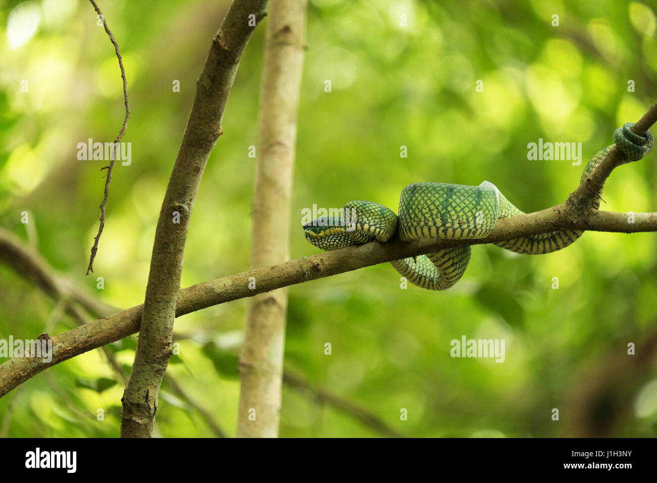Snake curled on tree branch hi-res stock photography and images - Alamy