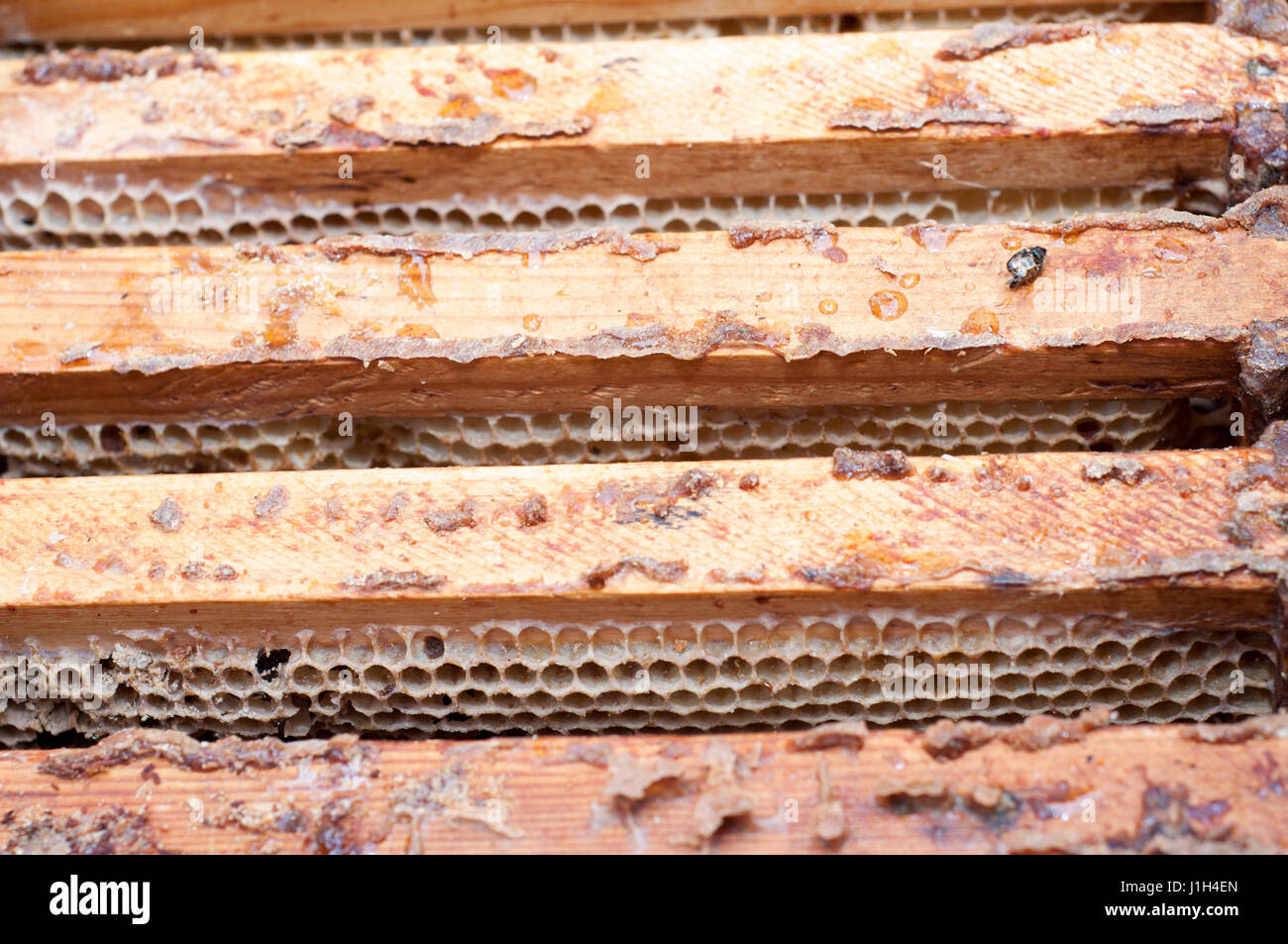 Empty honeycomb hi-res stock photography and images - Alamy