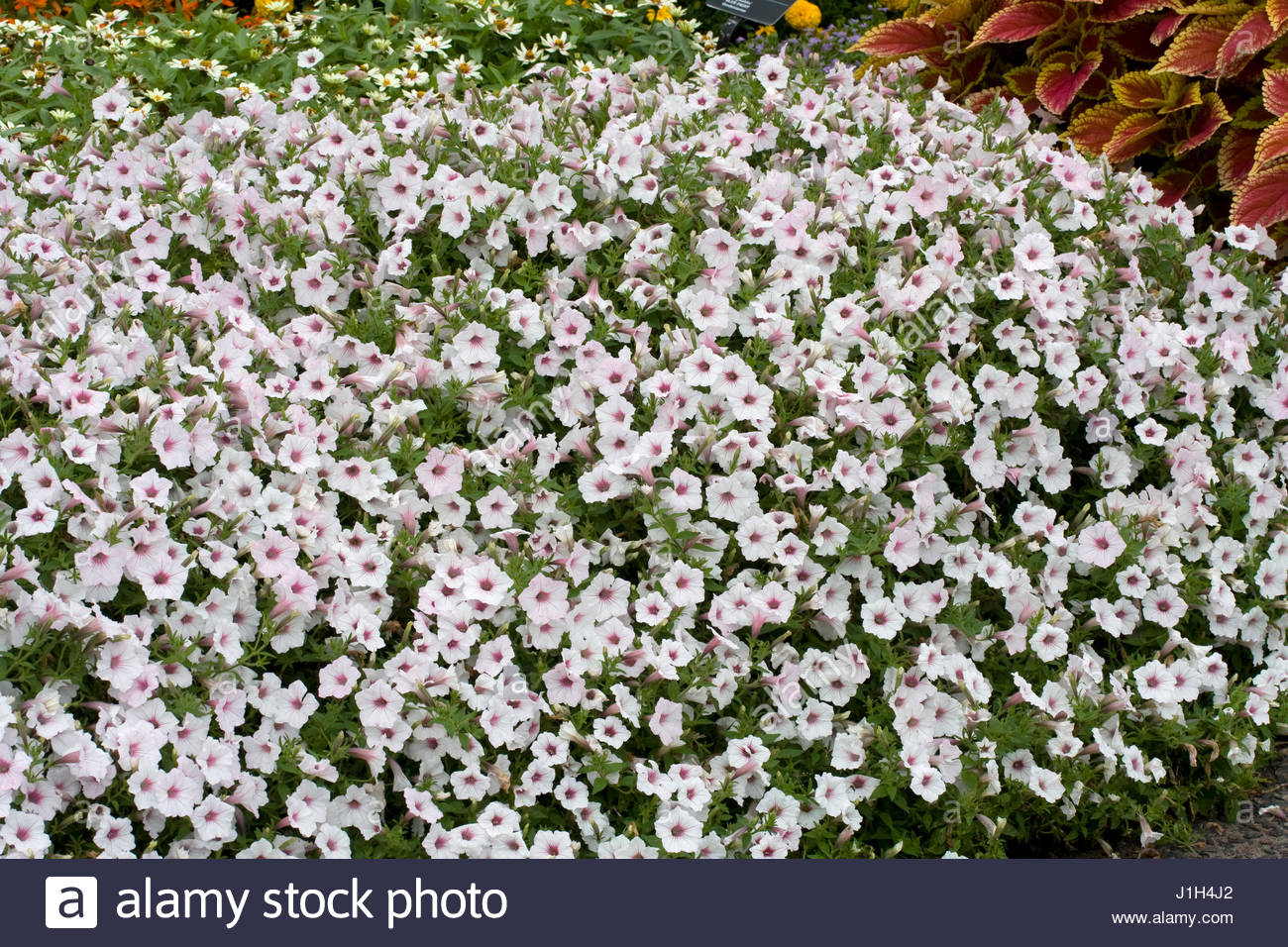 Supertunia Stock Photos & Supertunia Stock Images - Alamy