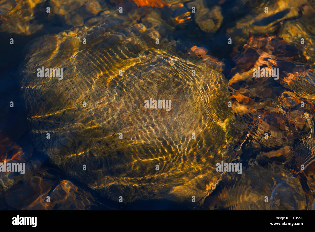 Pristine water flow of the rocky mountain creek Stock Photo - Alamy