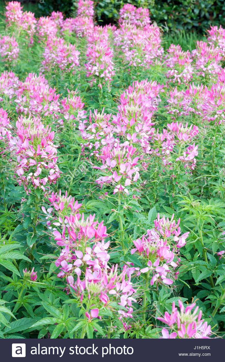Cleome Sparkler Stock Photos & Cleome Sparkler Stock Images - Alamy