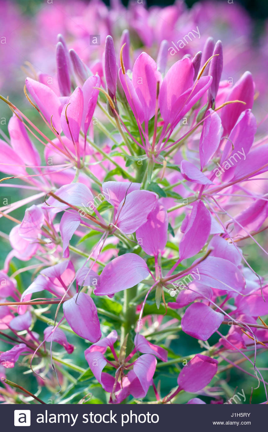 Cleome Sparkler Stock Photos & Cleome Sparkler Stock Images - Alamy