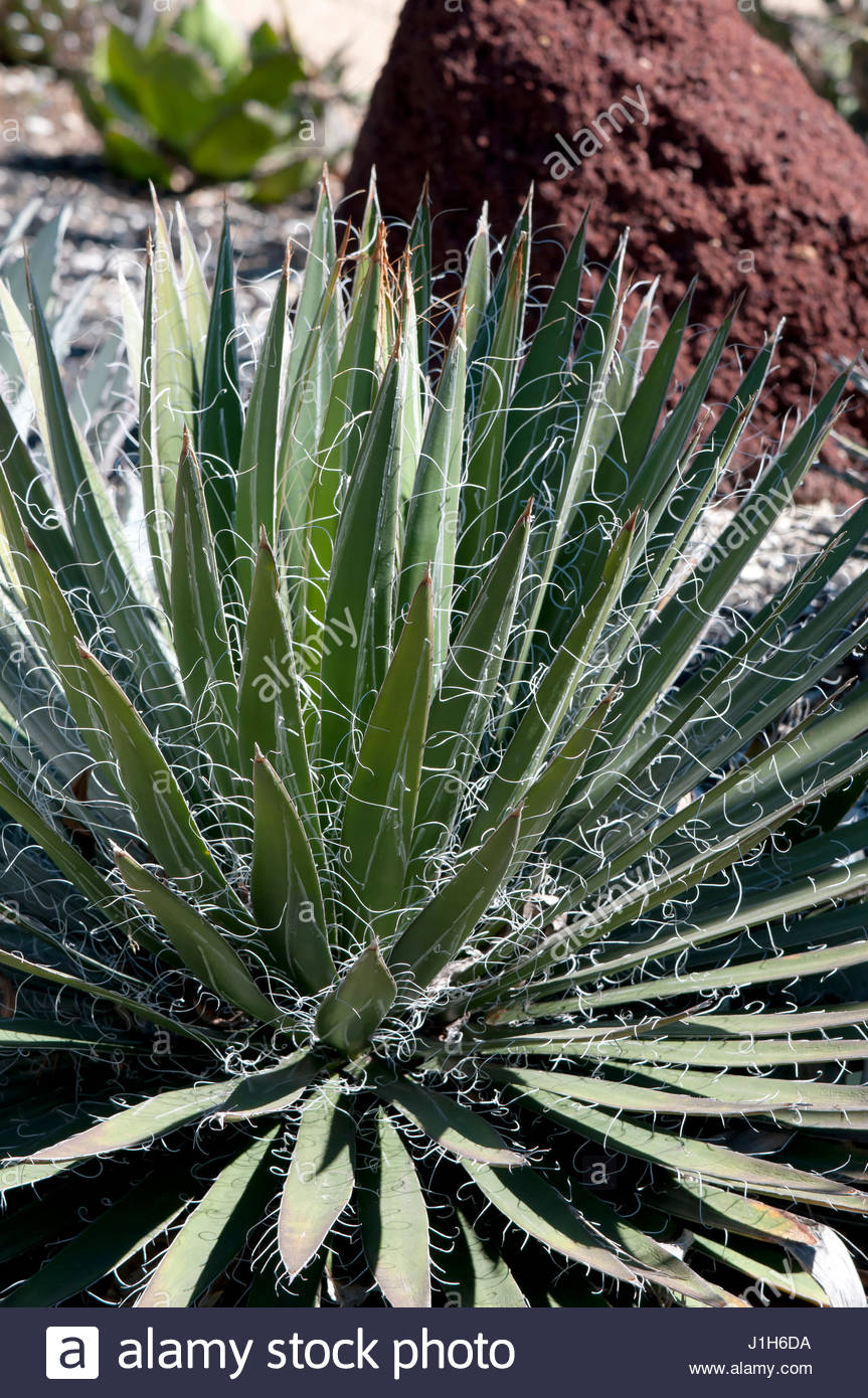 Agave Filifera Stock Photos & Agave Filifera Stock Images - Alamy