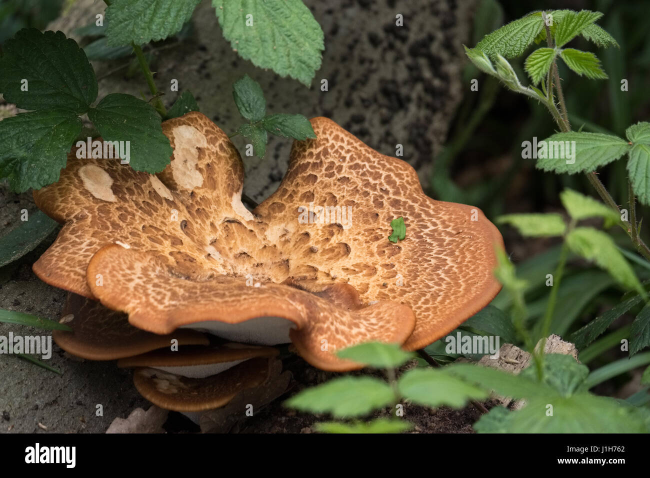 Large bracket fungus hi-res stock photography and images - Alamy
