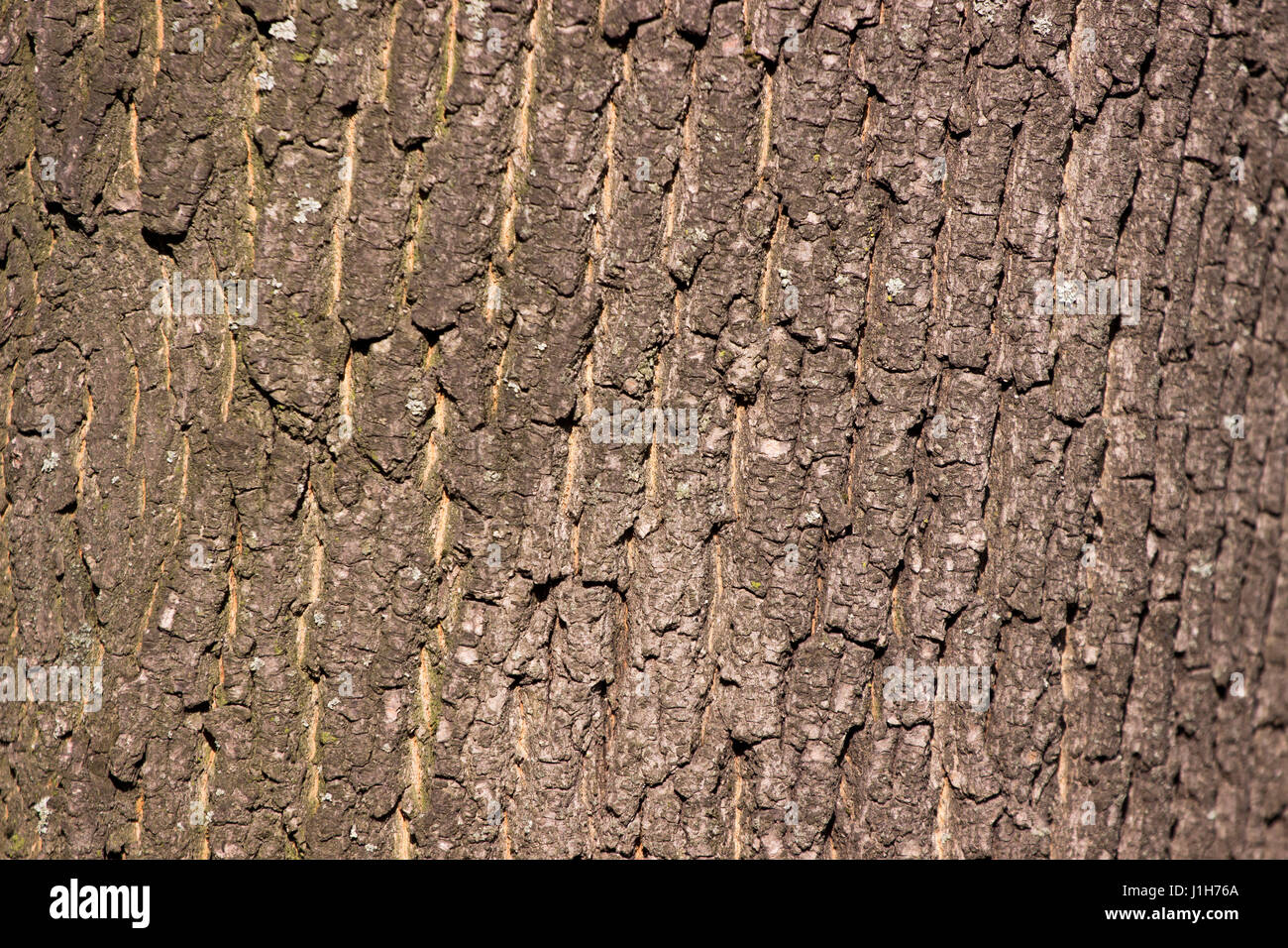 Flake of bark hi-res stock photography and images - Alamy