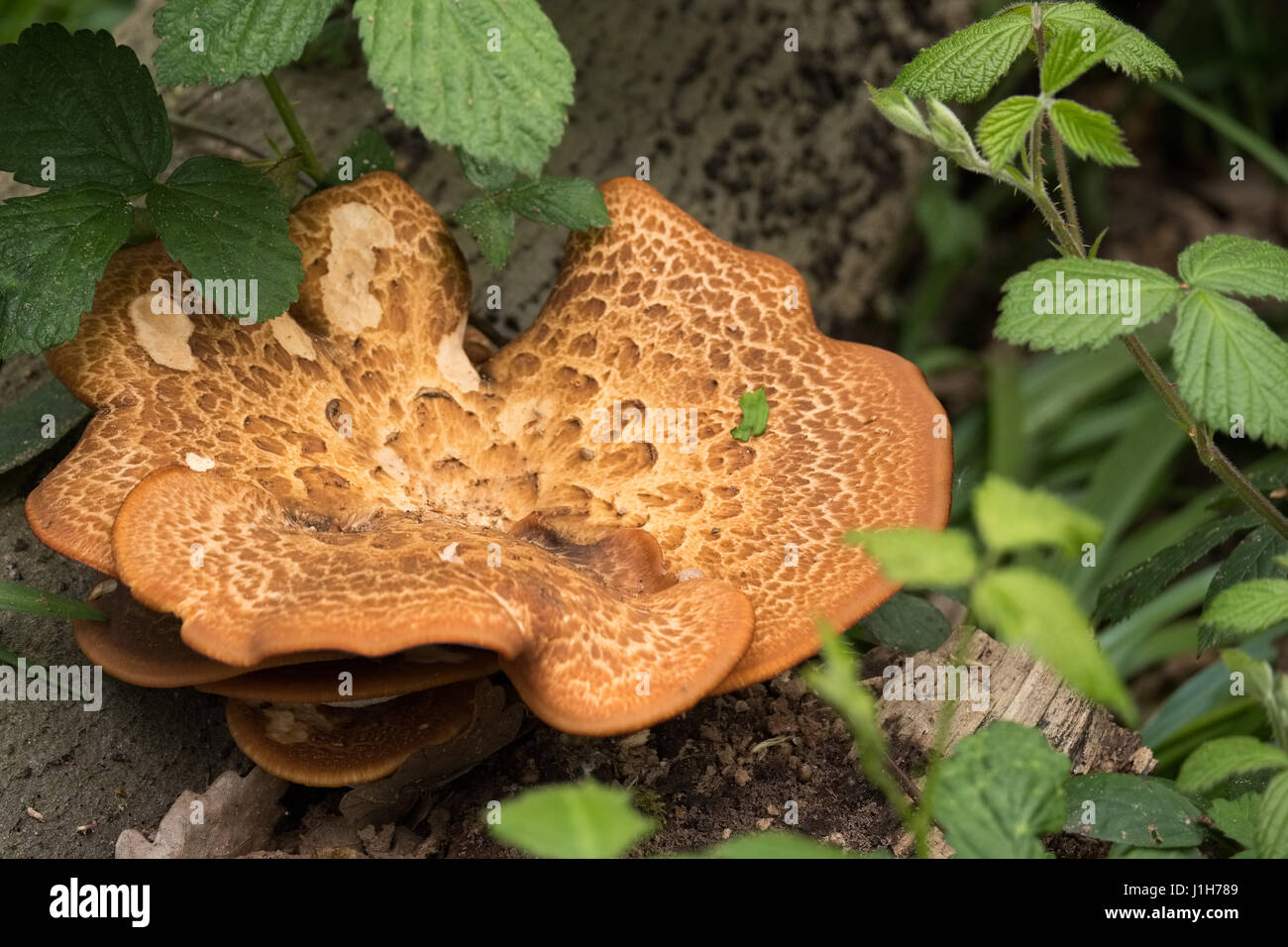 Large Bracket Fungus (Inonotus dryadeus Stock Photo - Alamy