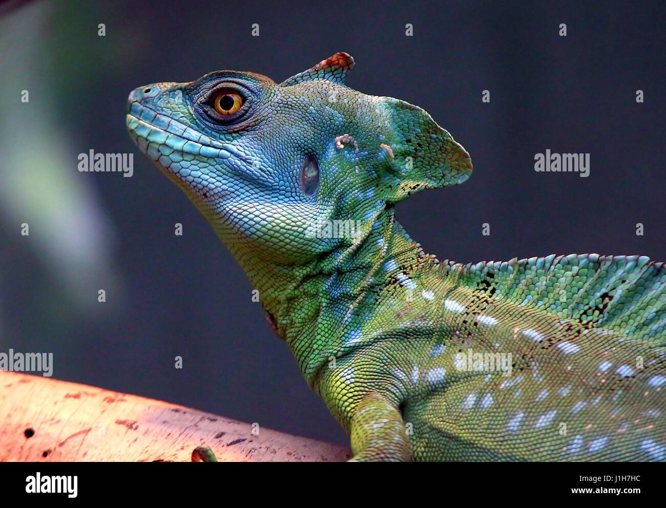 Male Central American Green or Plumed basilisk (Basiliscus plumifrons ...