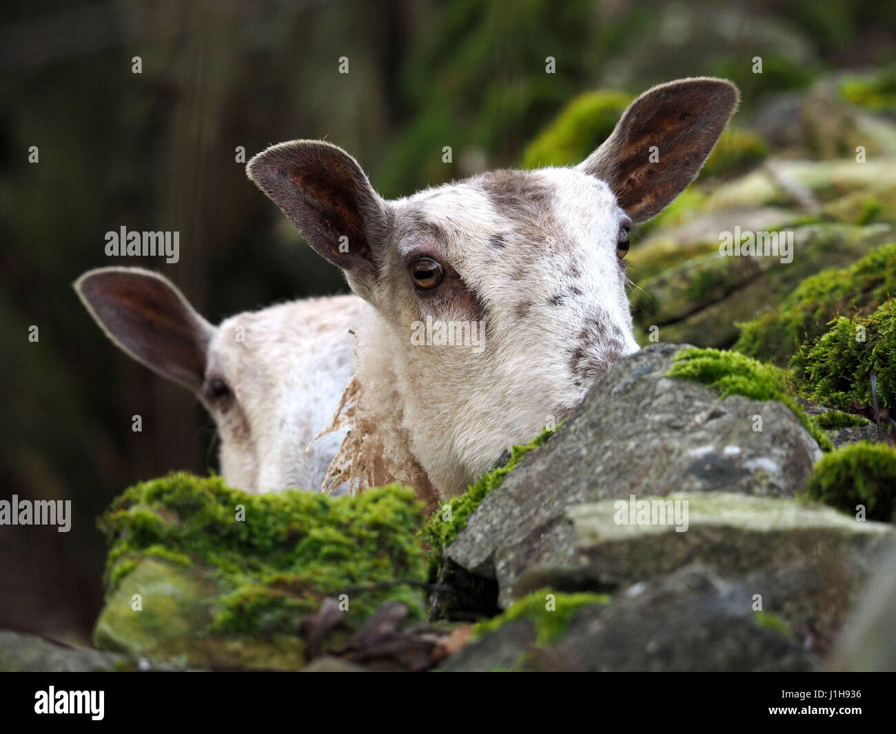 two Blue-faced Leicester sheep with bright eyes & ears in parallel ...