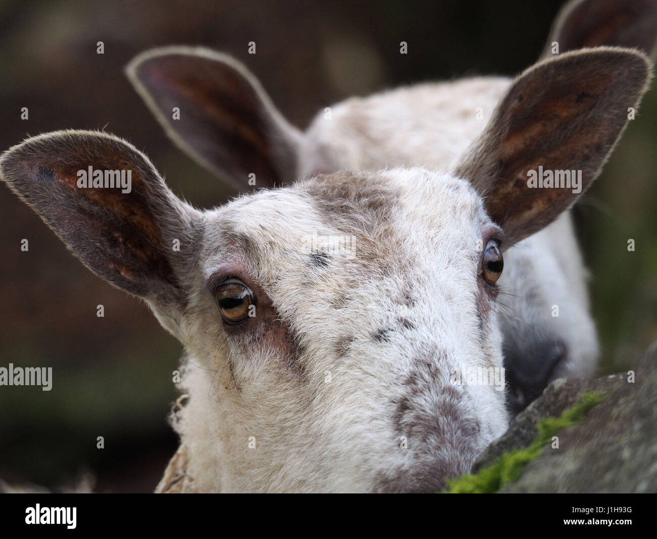 two Blue-faced Leicester sheep with bright eyes & ears in parallel ...