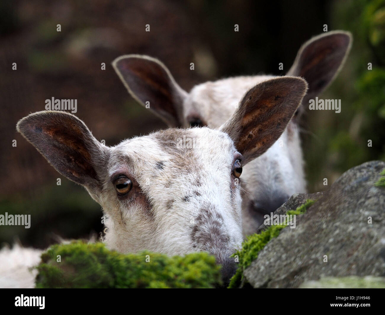 two Blue-faced Leicester sheep with bright eyes & ears in parallel ...
