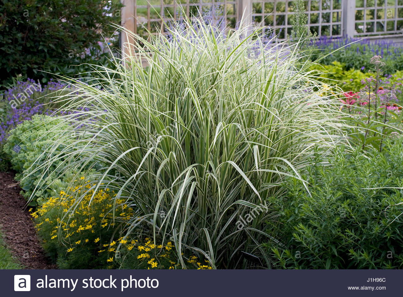 MISCANTHUS SINENSIS VARIEGATUS Stock Photo: 138678020 - Alamy