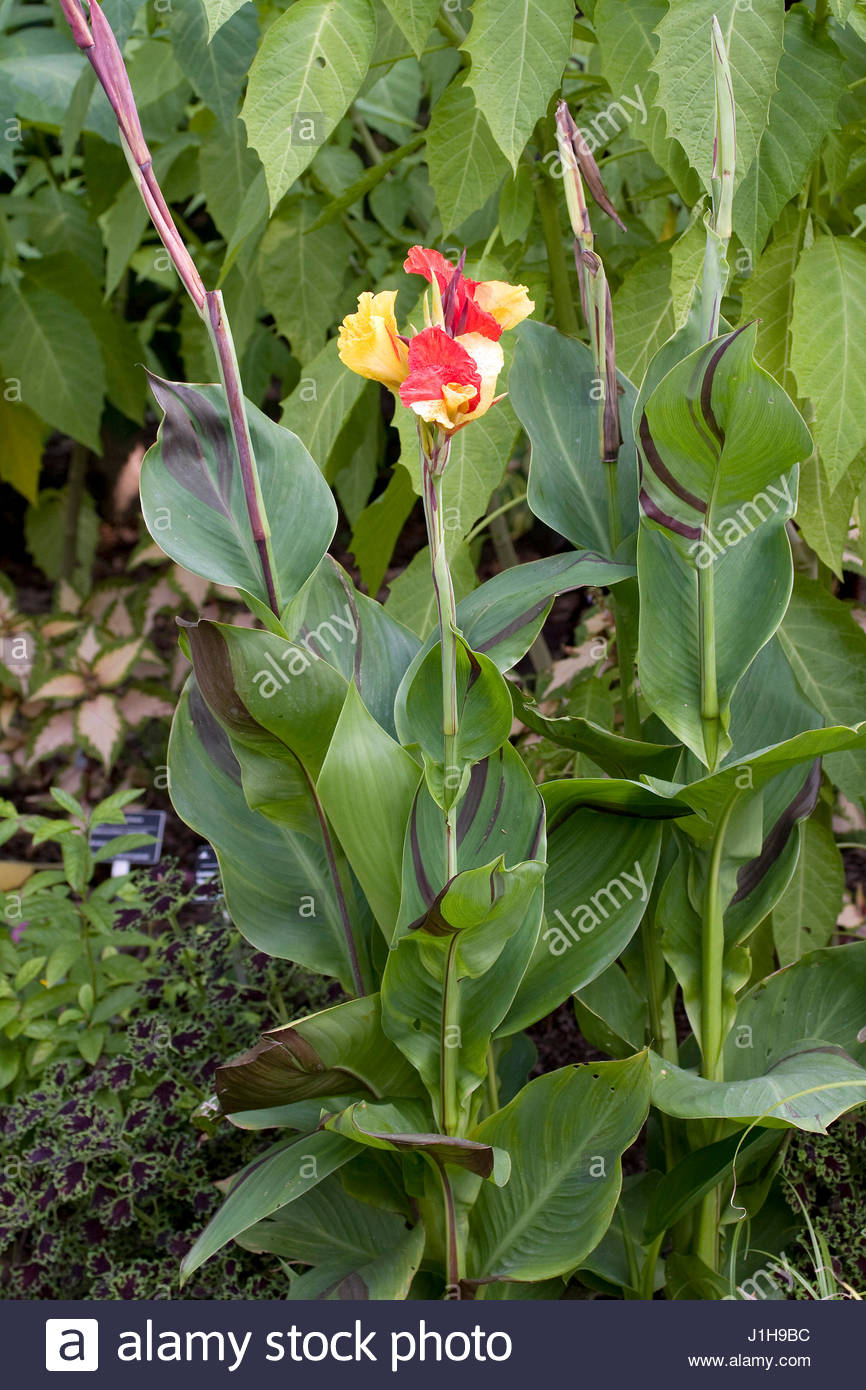 CANNA CLEOPATRA Stock Photo: 138678160 - Alamy