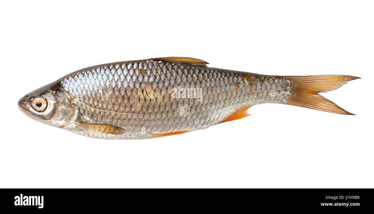 Roach fish isolated on white background Stock Photo - Alamy