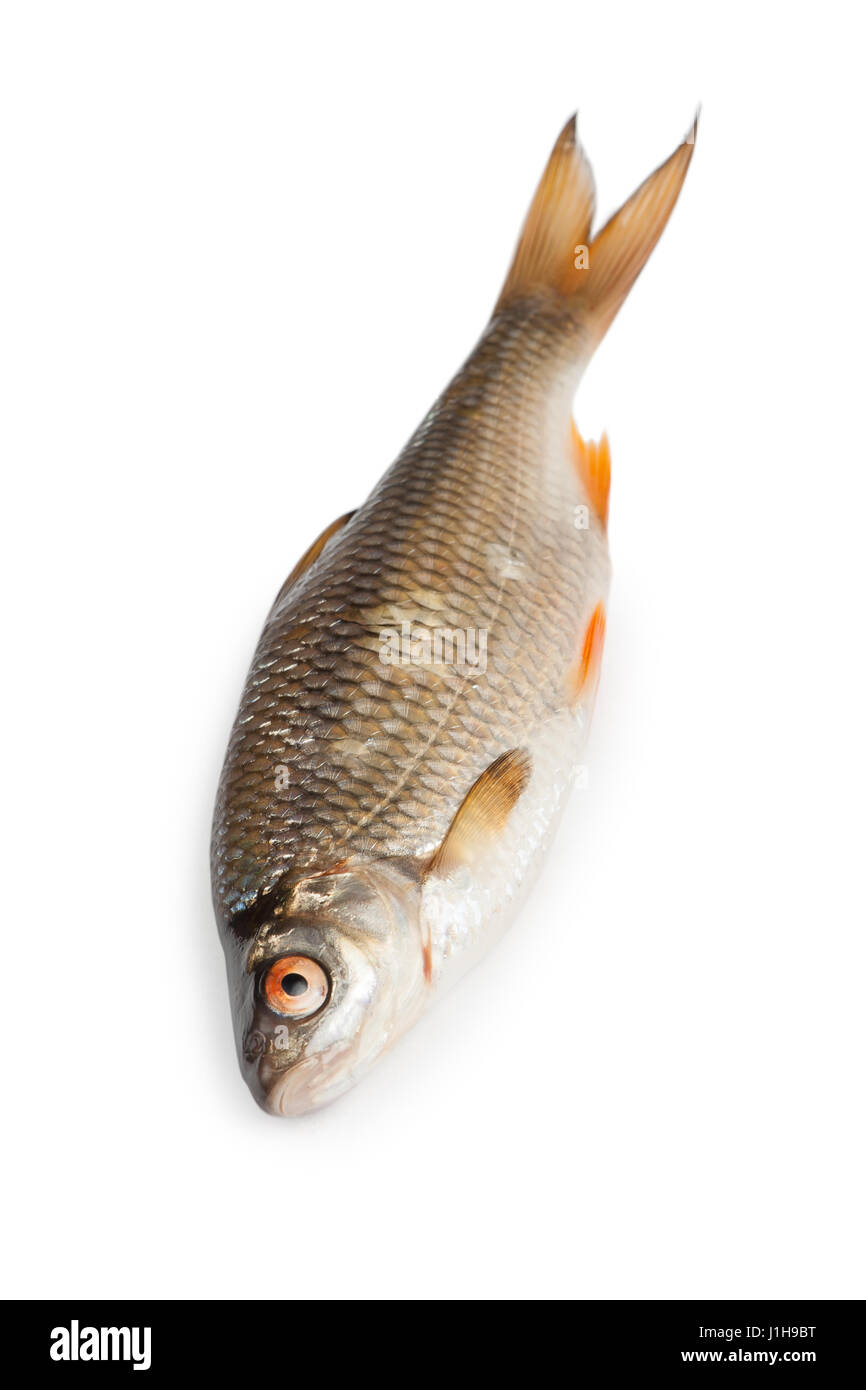 Roach fish isolated on white background Stock Photo - Alamy