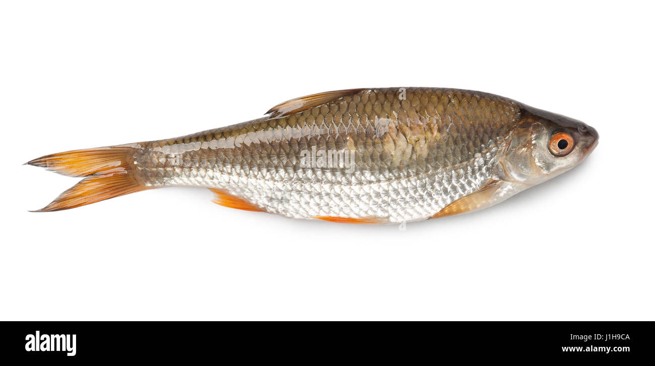 Roach fish isolated on white background Stock Photo - Alamy