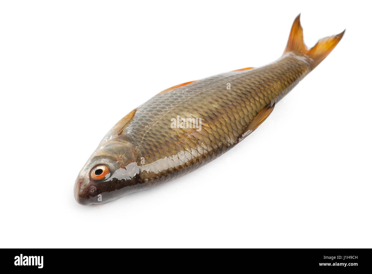 Roach fish isolated on white background Stock Photo - Alamy