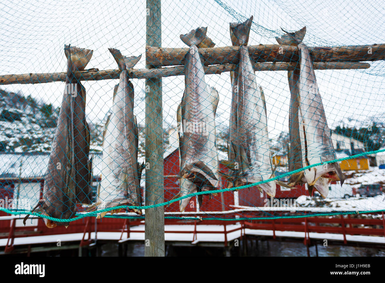 Hanging dried fish against the background of a red cabins of fishing ...
