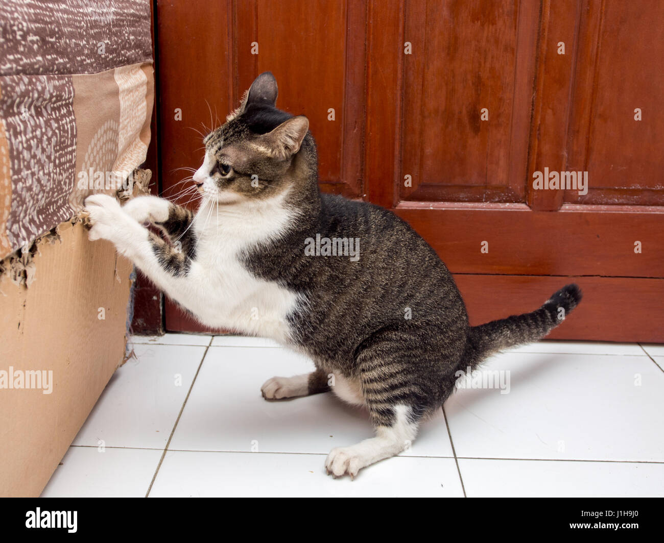 Black and White Cat Scratching Stock Photo - Alamy