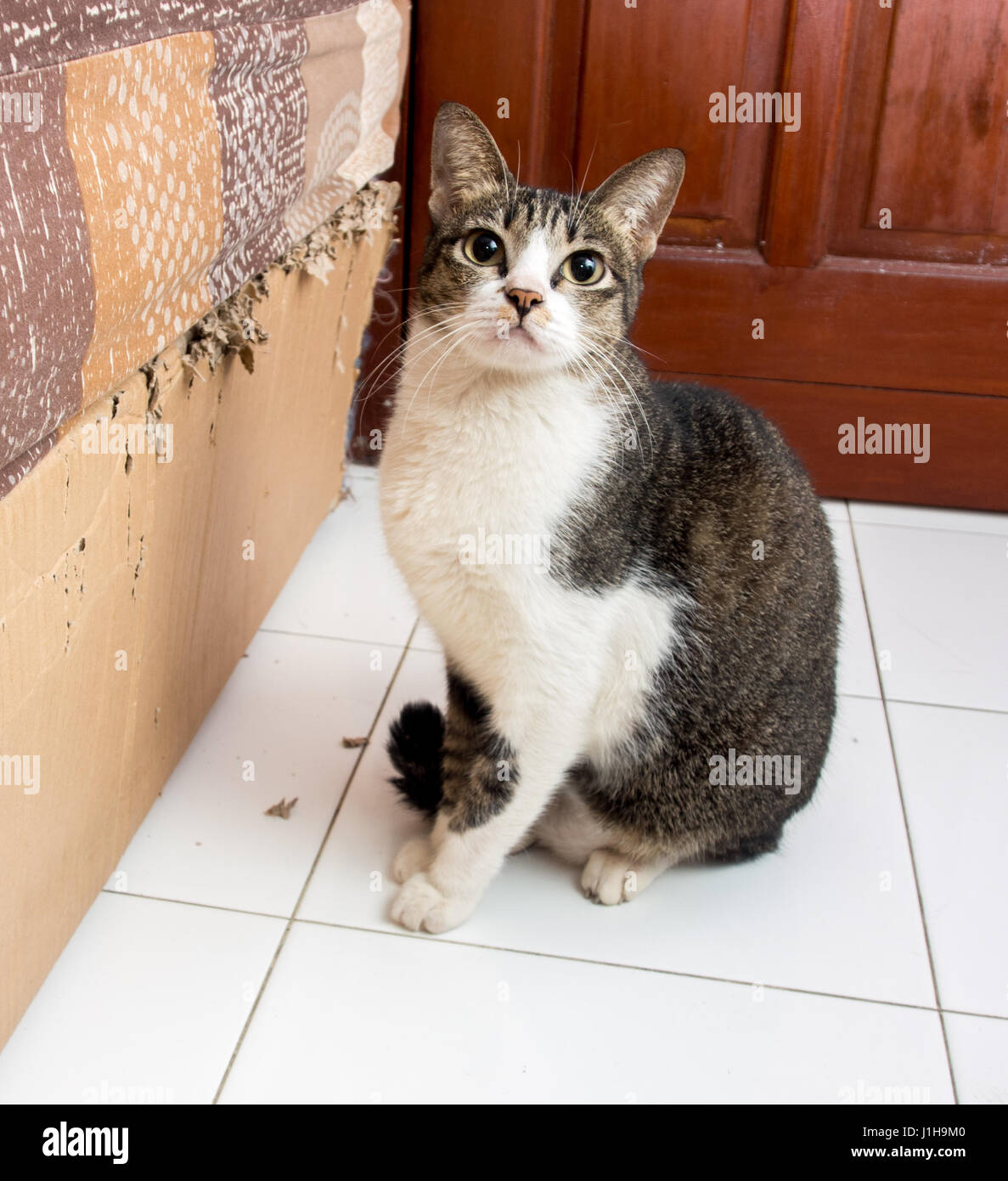 Guilty cat hi-res stock photography and images - Alamy