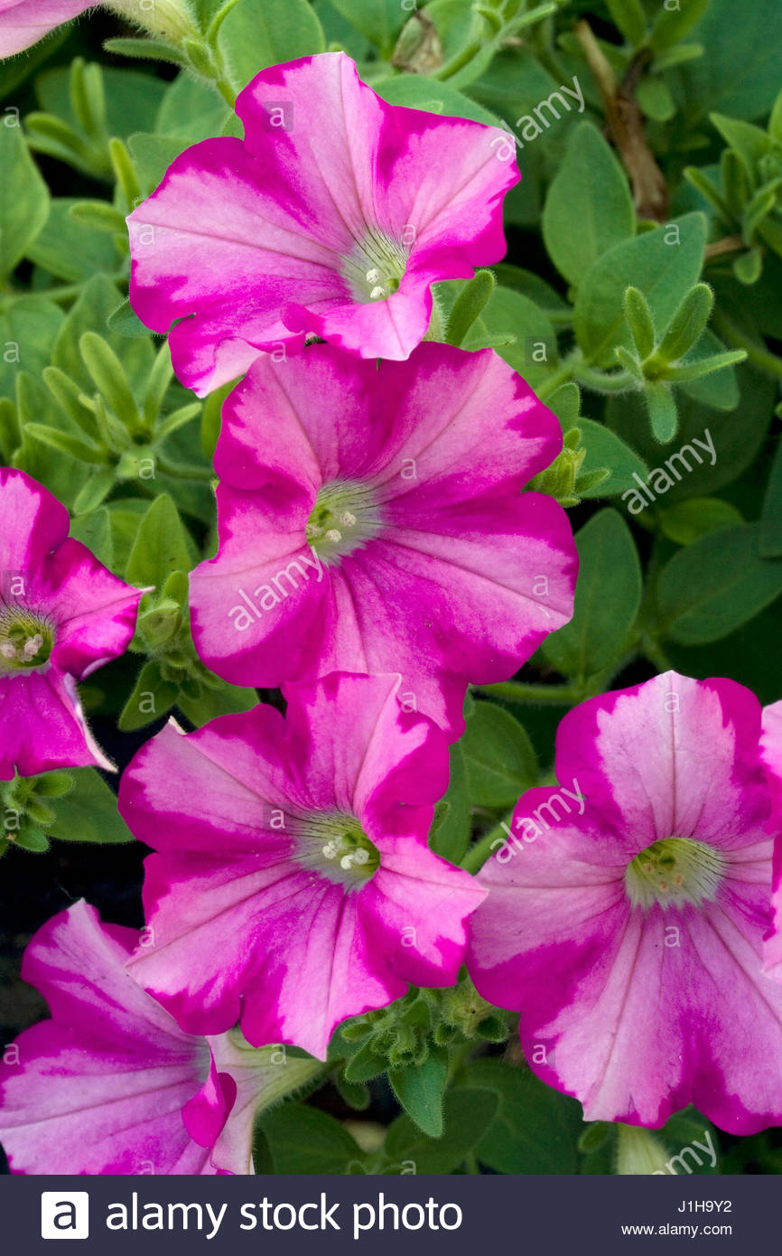 Supertunia Stock Photos & Supertunia Stock Images - Alamy