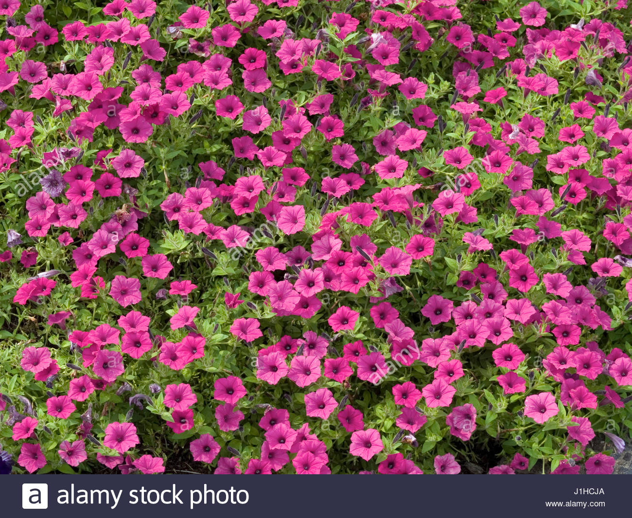 Supertunia Stock Photos & Supertunia Stock Images - Alamy