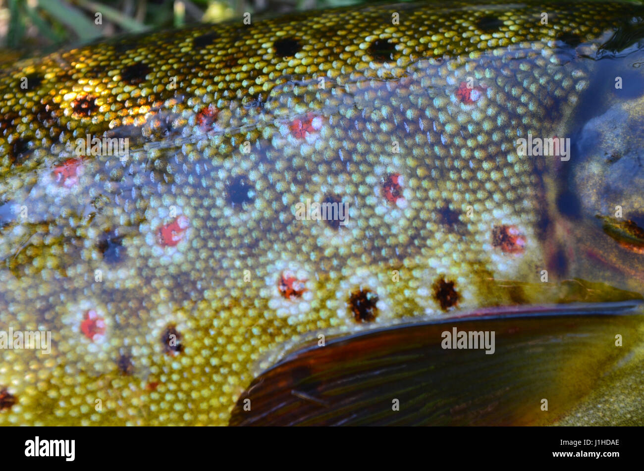 Brown trout hi-res stock photography and images - Alamy