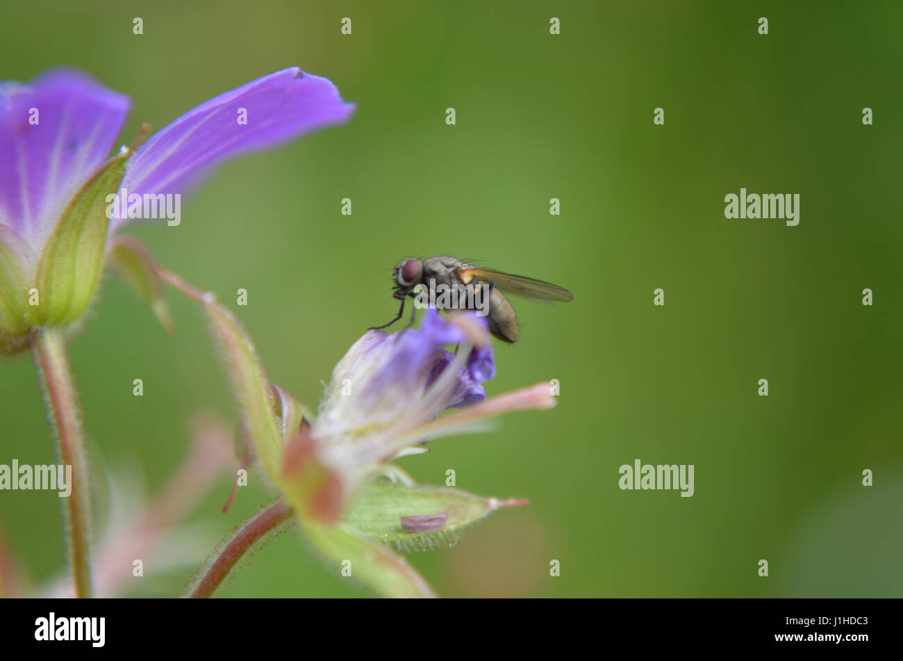 Close up photo of small insects hi-res stock photography and images - Alamy