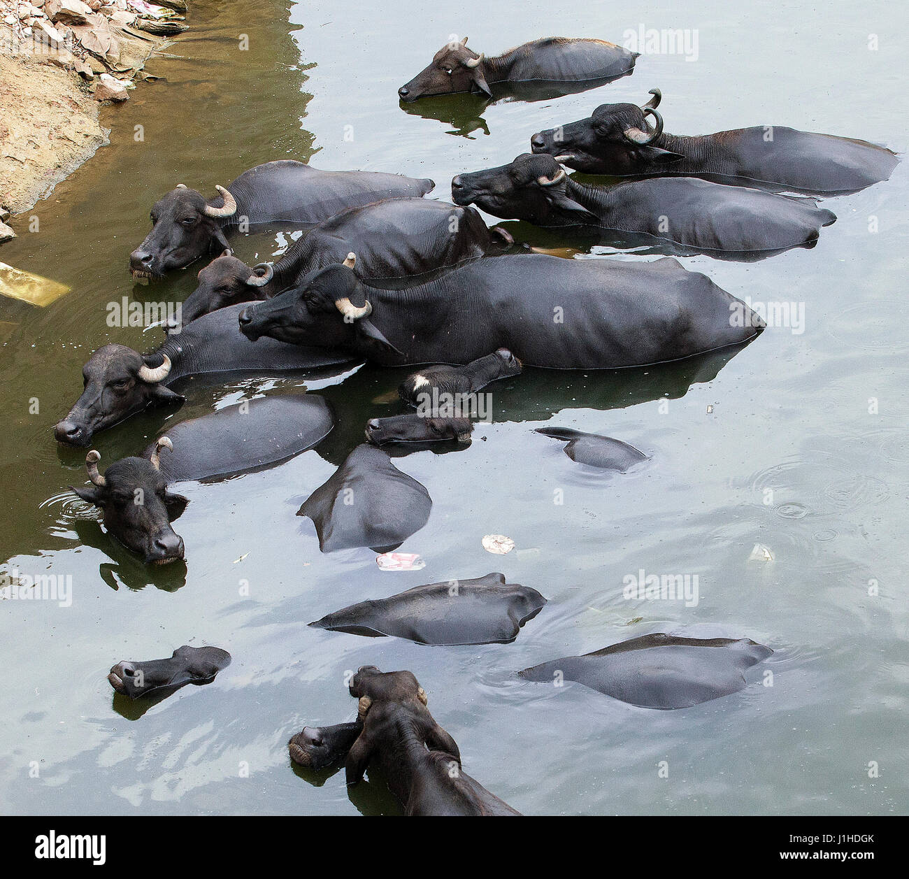 Bison, bisons, lake Stock Photo - Alamy