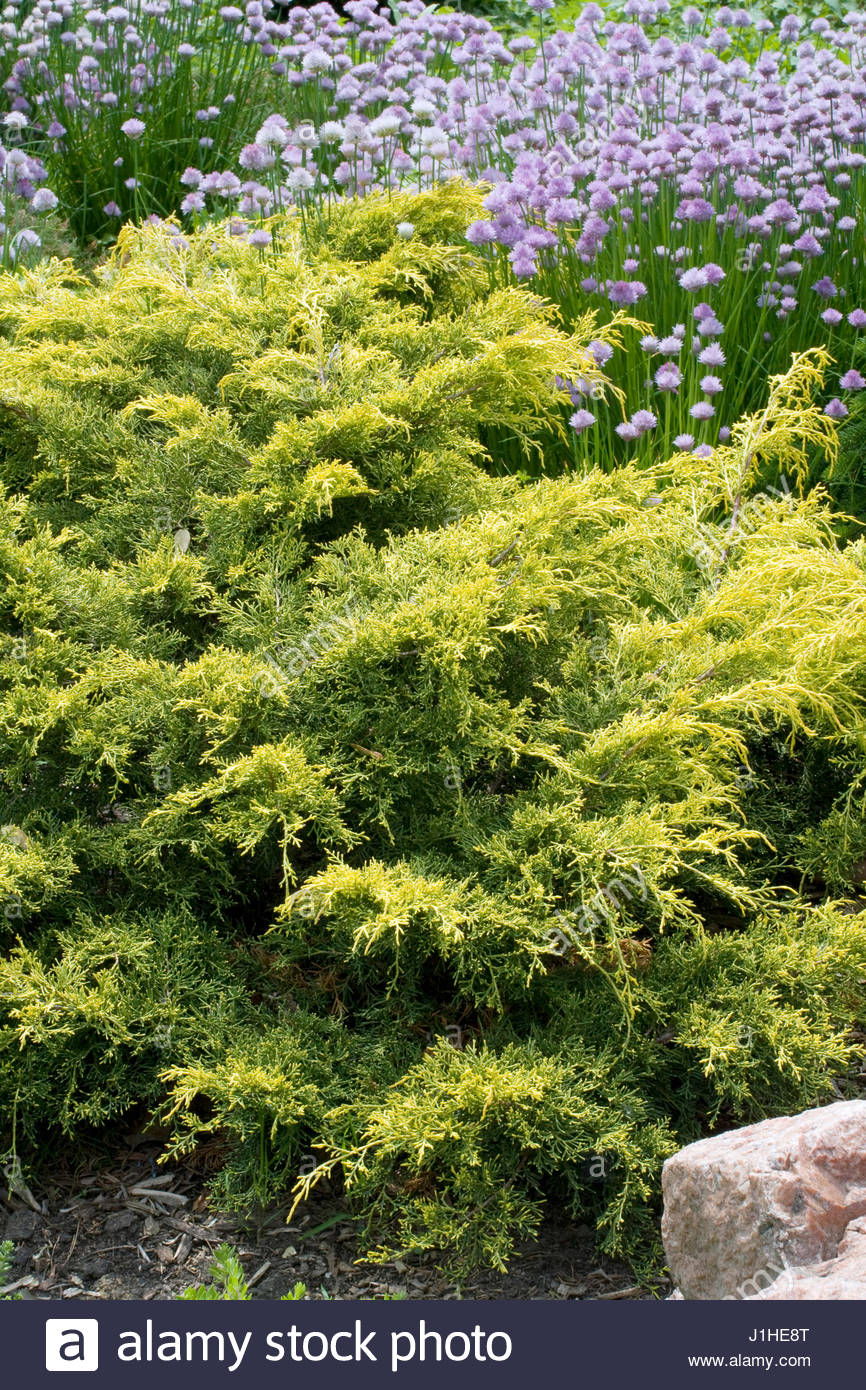 Pfitzeriana Stock Photos & Pfitzeriana Stock Images - Alamy