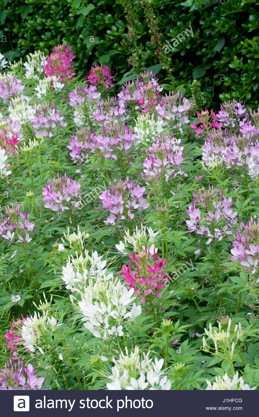 Cleome Sparkler Stock Photos & Cleome Sparkler Stock Images - Alamy