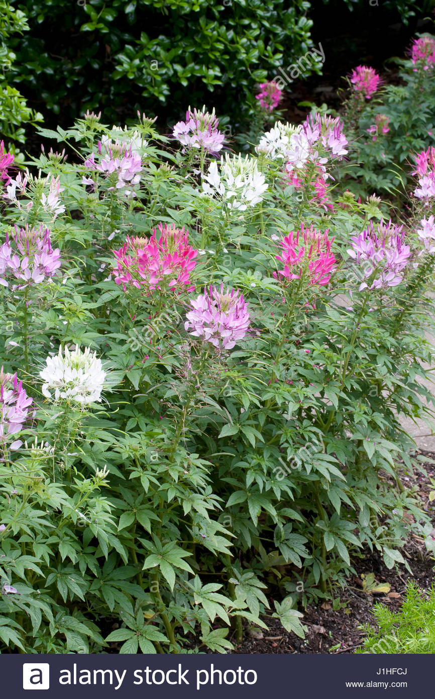 Cleome Sparkler Stock Photos & Cleome Sparkler Stock Images - Alamy