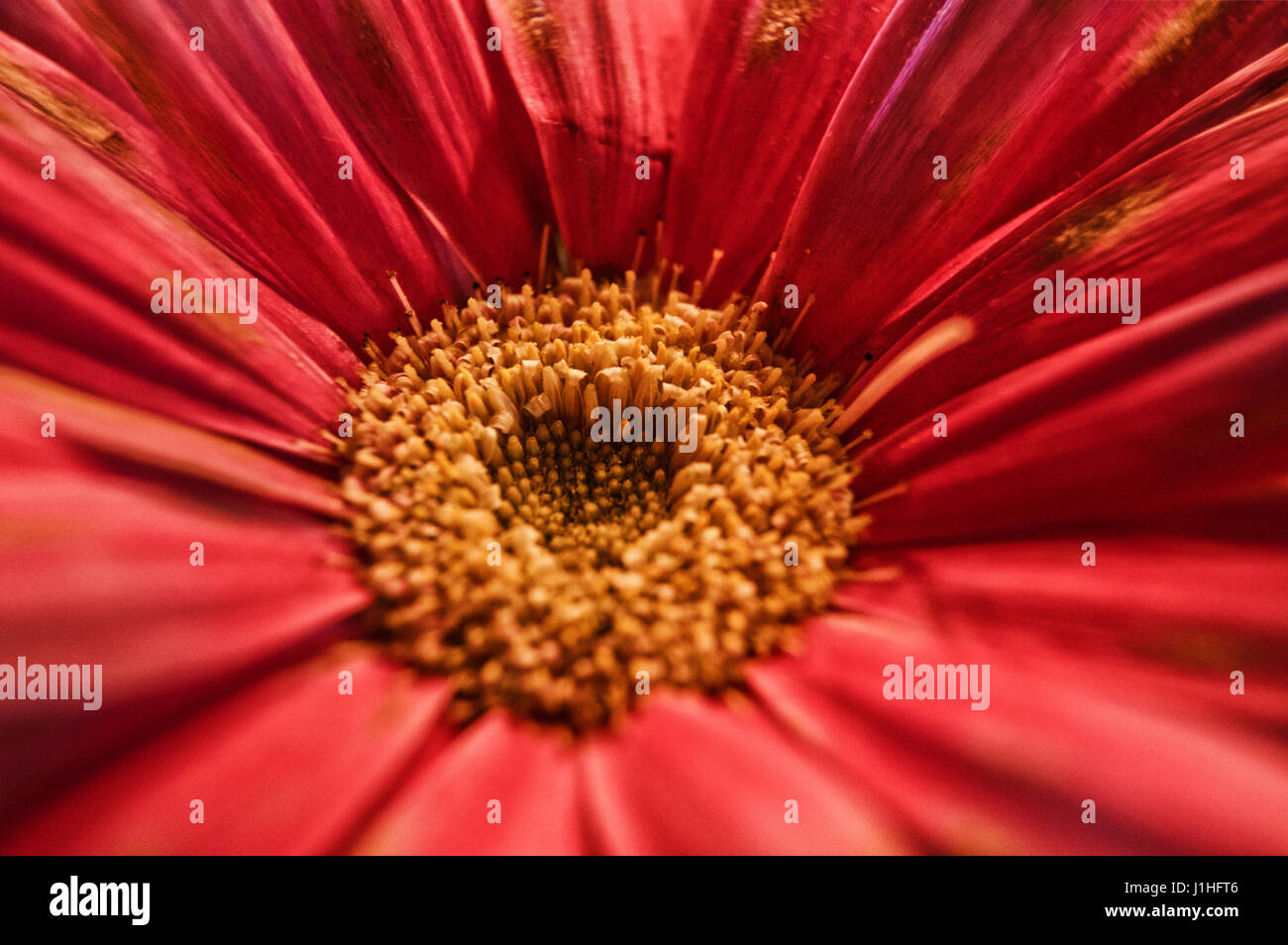flower up close Stock Photo - Alamy