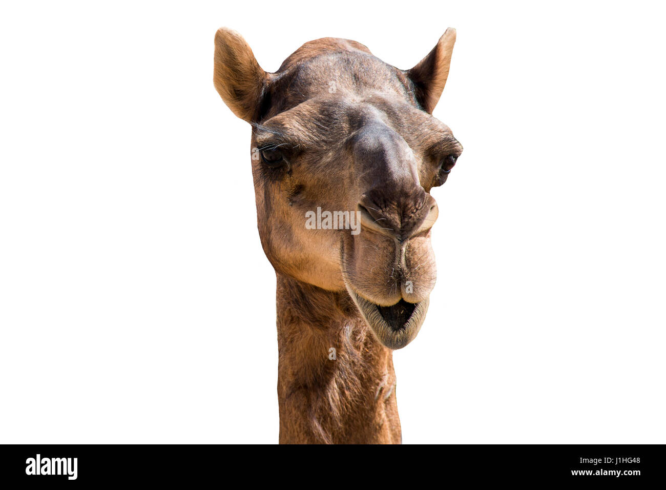 funny looking smiling camel isolated on a white background from Oman ...