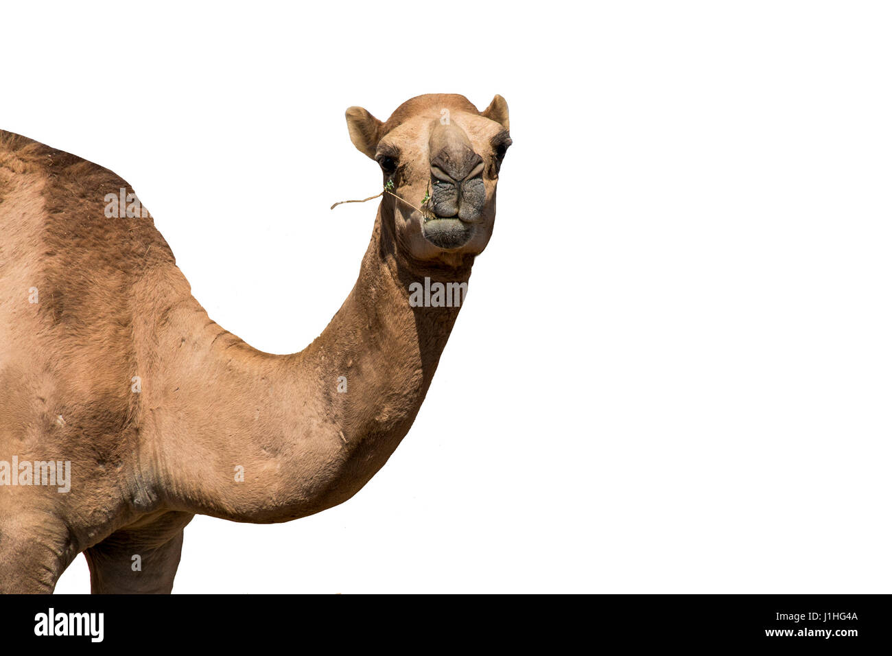 Camel white background hi-res stock photography and images - Alamy