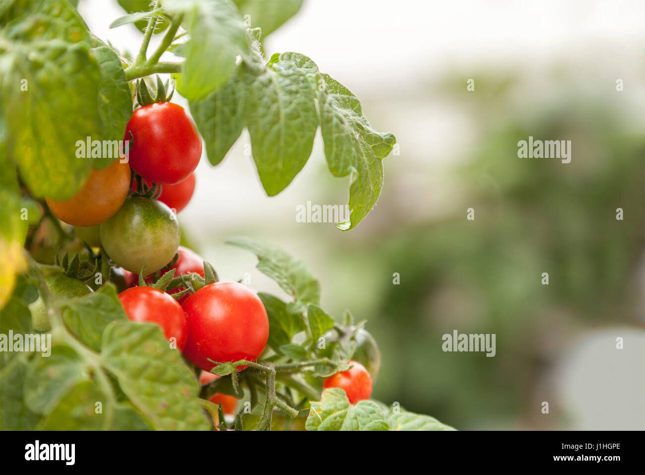 Image of tomatoes on the vine Stock Photo - Alamy
