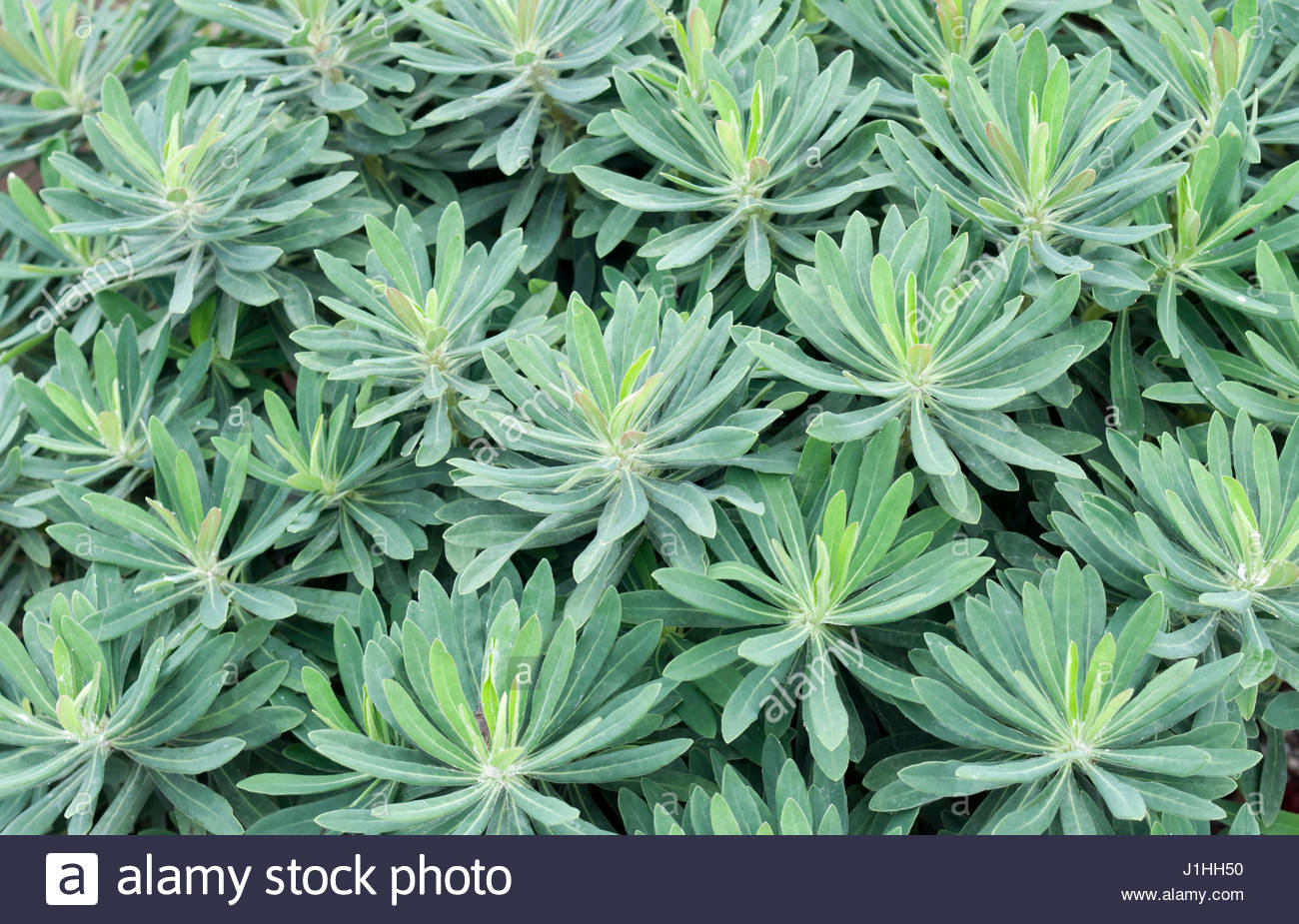 Tiny Tim Stock Photos & Tiny Tim Stock Images - Alamy
