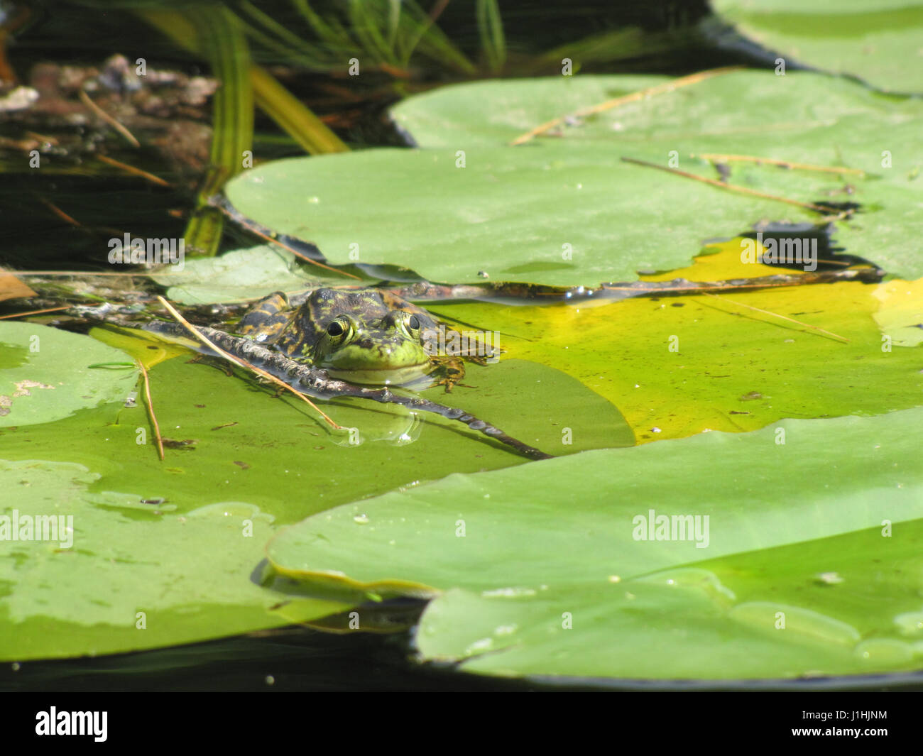 Frog on lily pad hi-res stock photography and images - Alamy