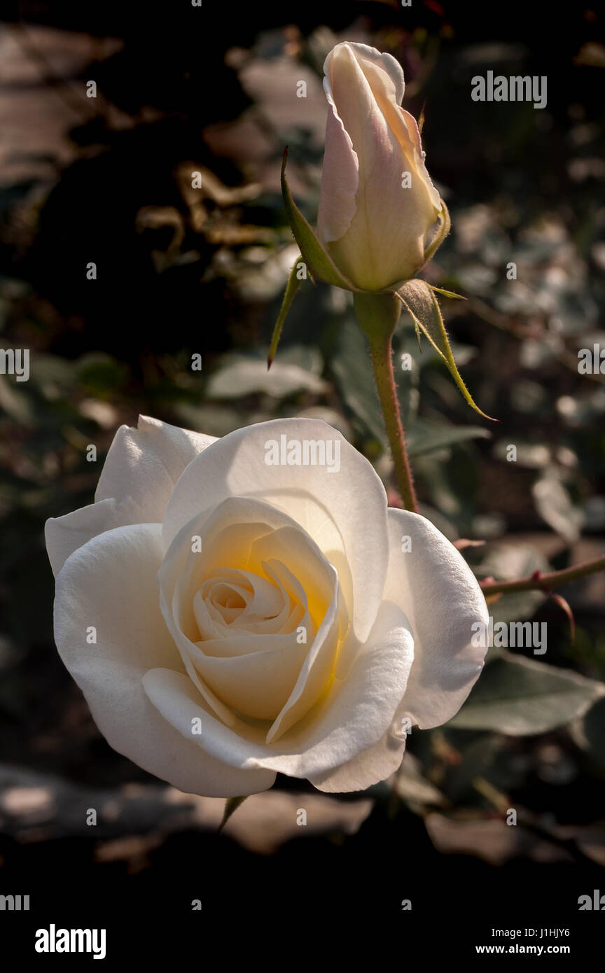 Abhisarika Rose full bloomed Stock Photo - Alamy