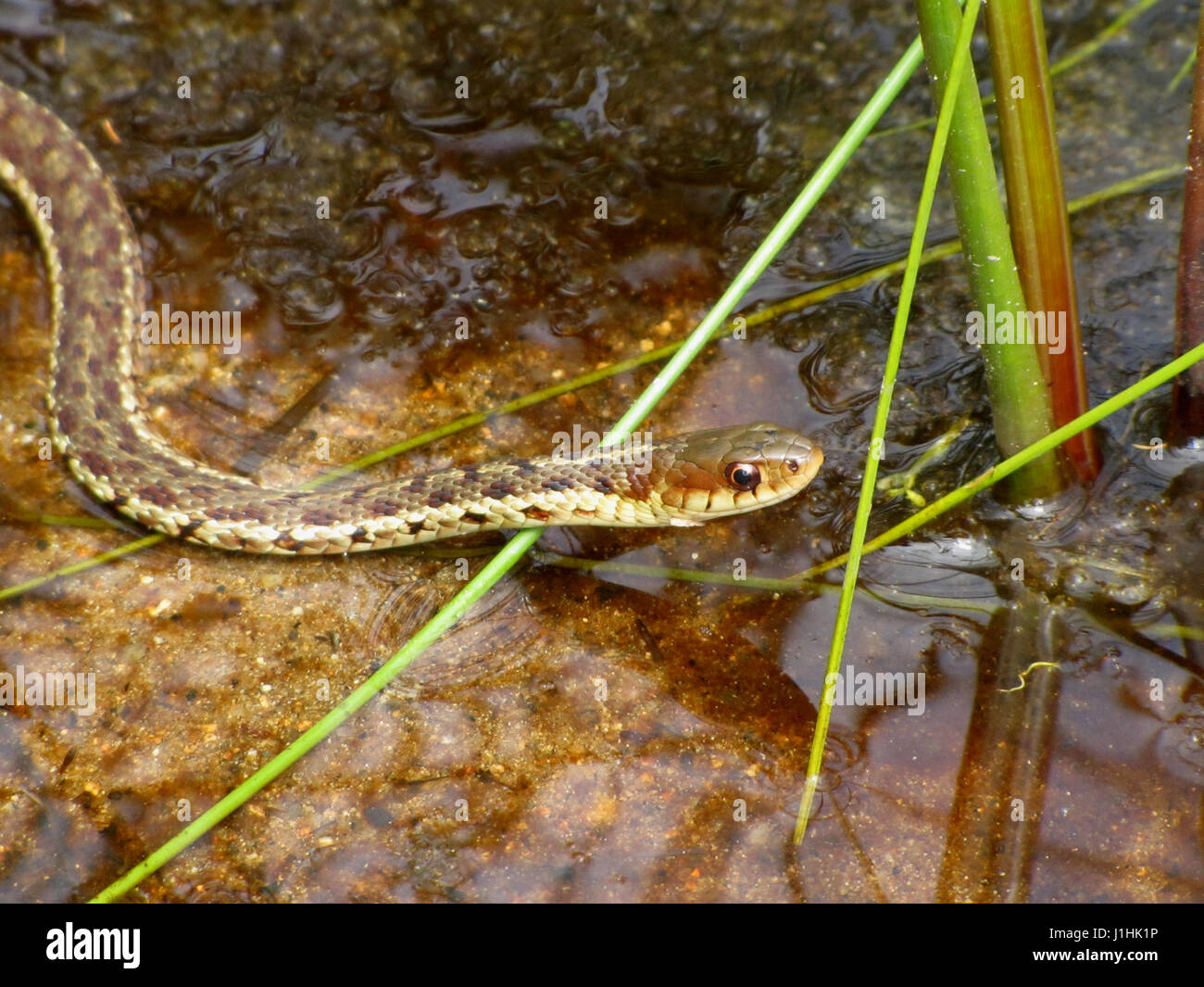 Swamp Snake Stock Photos & Swamp Snake Stock Images - Alamy