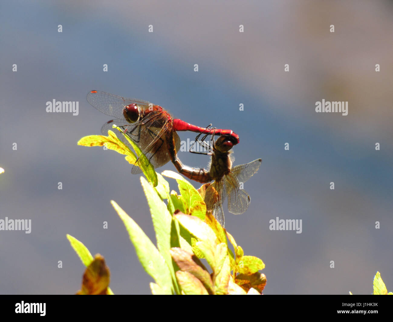 Mating of dragon flies hi-res stock photography and images - Alamy