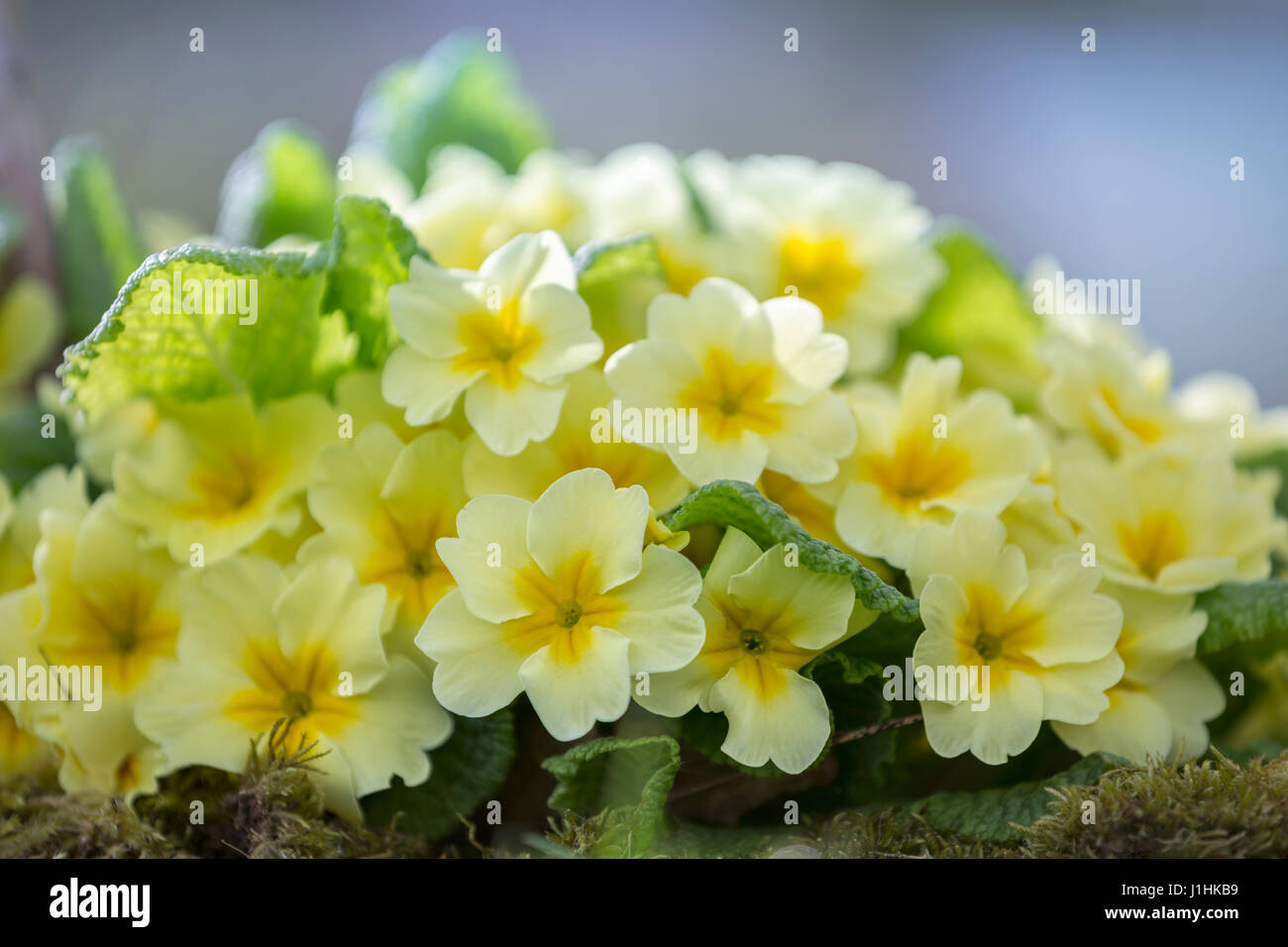 Yellow Primula vulgaris Stock Photo - Alamy
