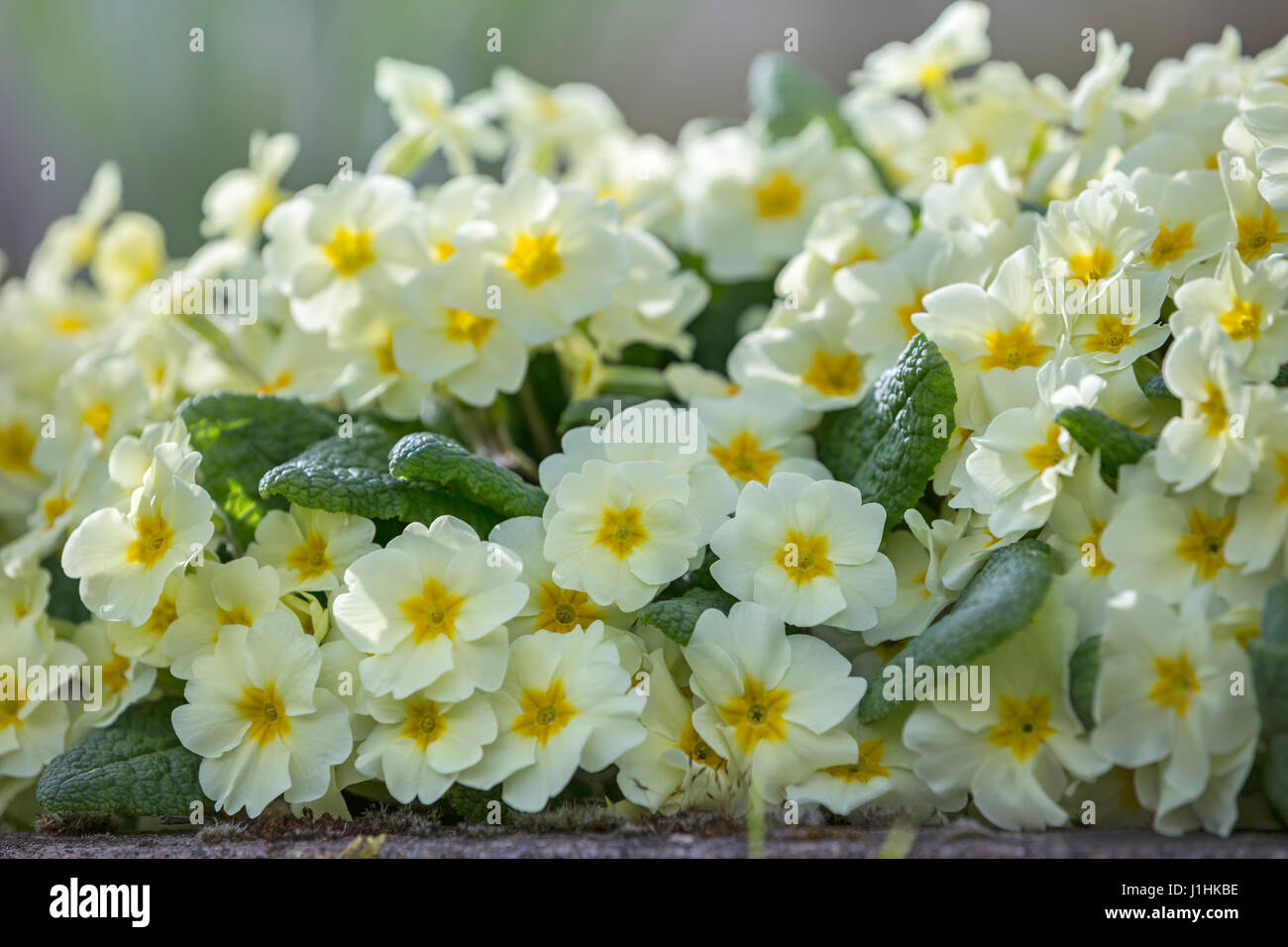 Mass of yellow flowers hi-res stock photography and images - Alamy