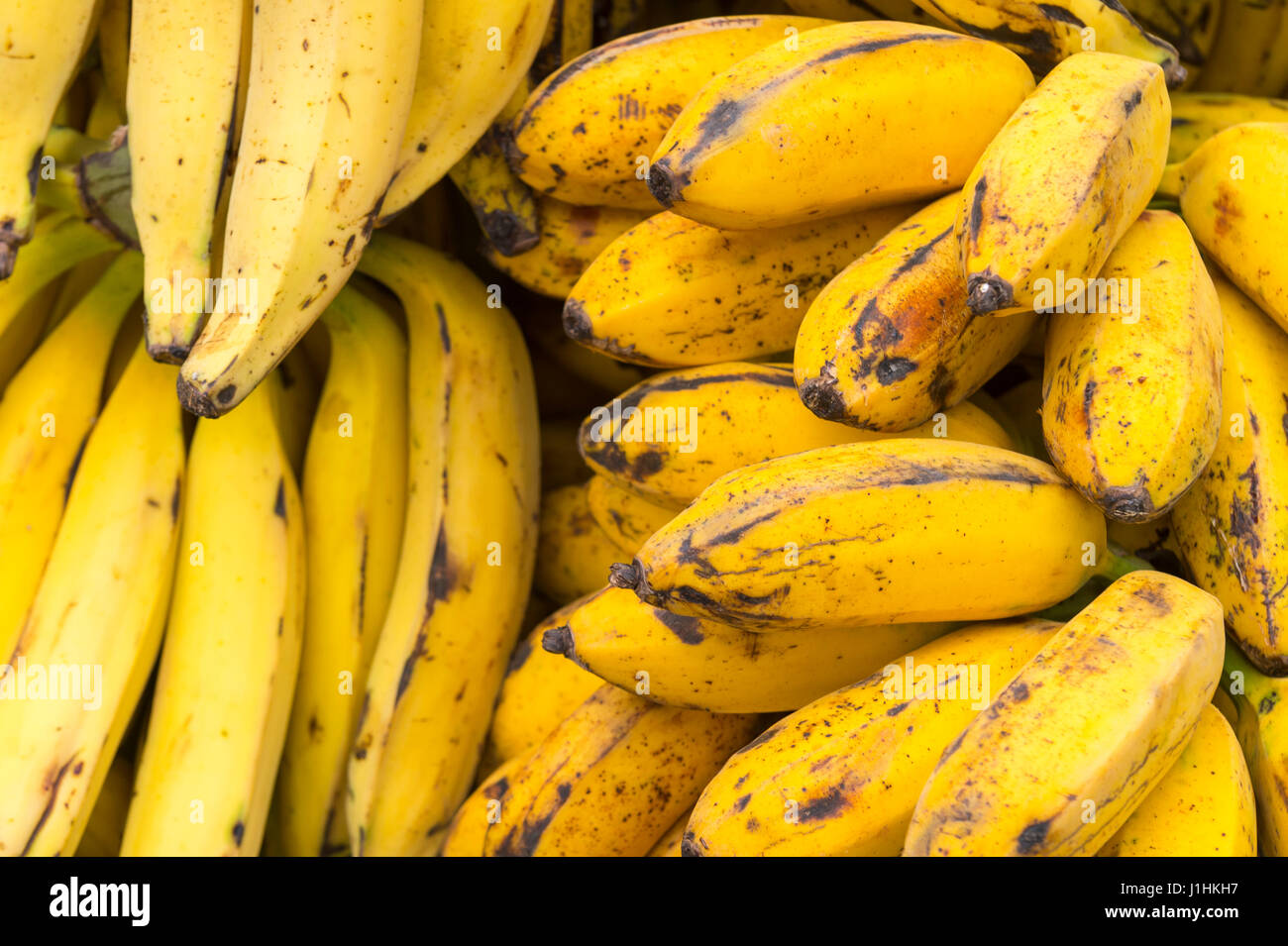 Ripe yellow bananas in small and medium bunches on display at the ...