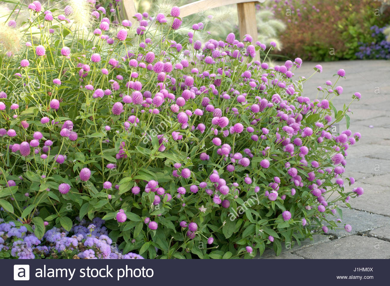 Globosa Stock Photos & Globosa Stock Images - Alamy