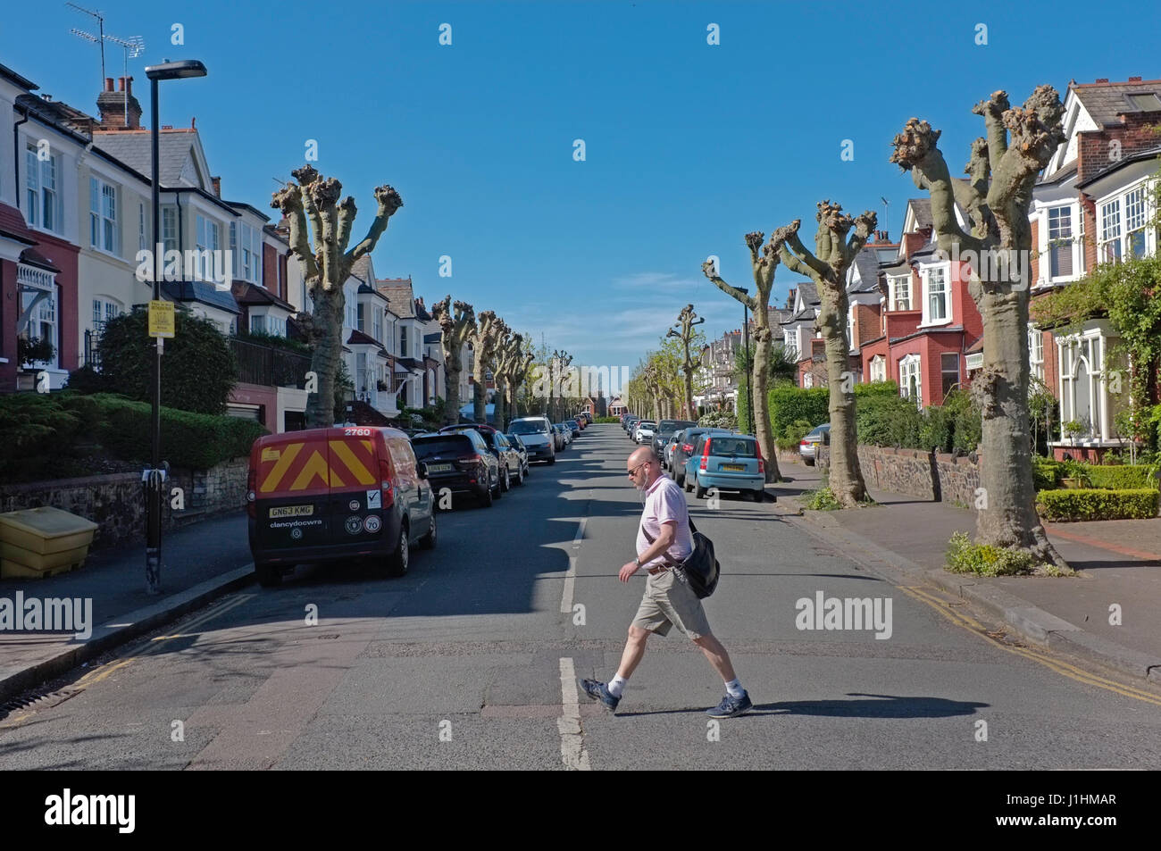 Pollarded trees in North London Stock Photo - Alamy