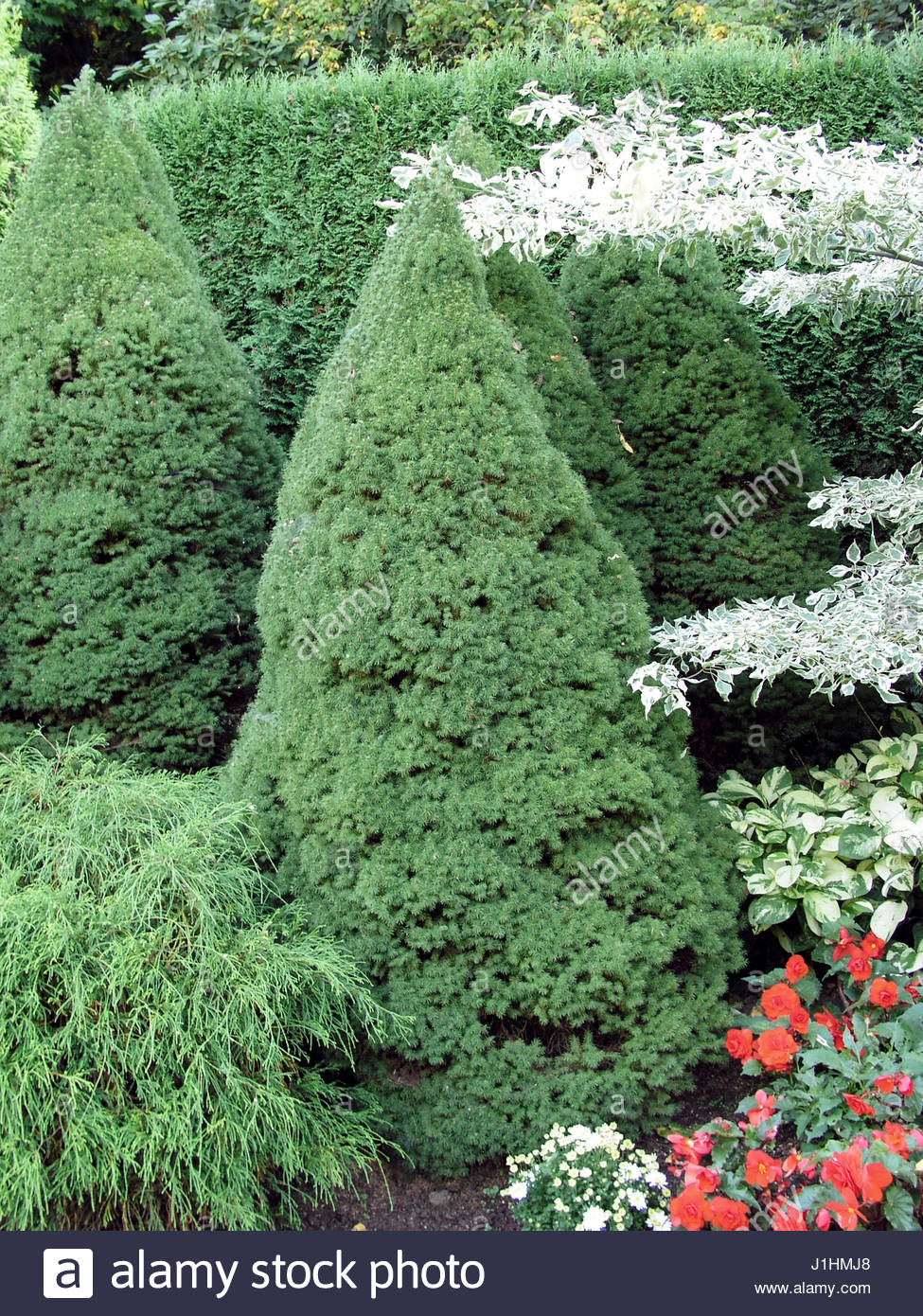 Picea Glauca Conica Stock Photos & Picea Glauca Conica Stock Images - Alamy