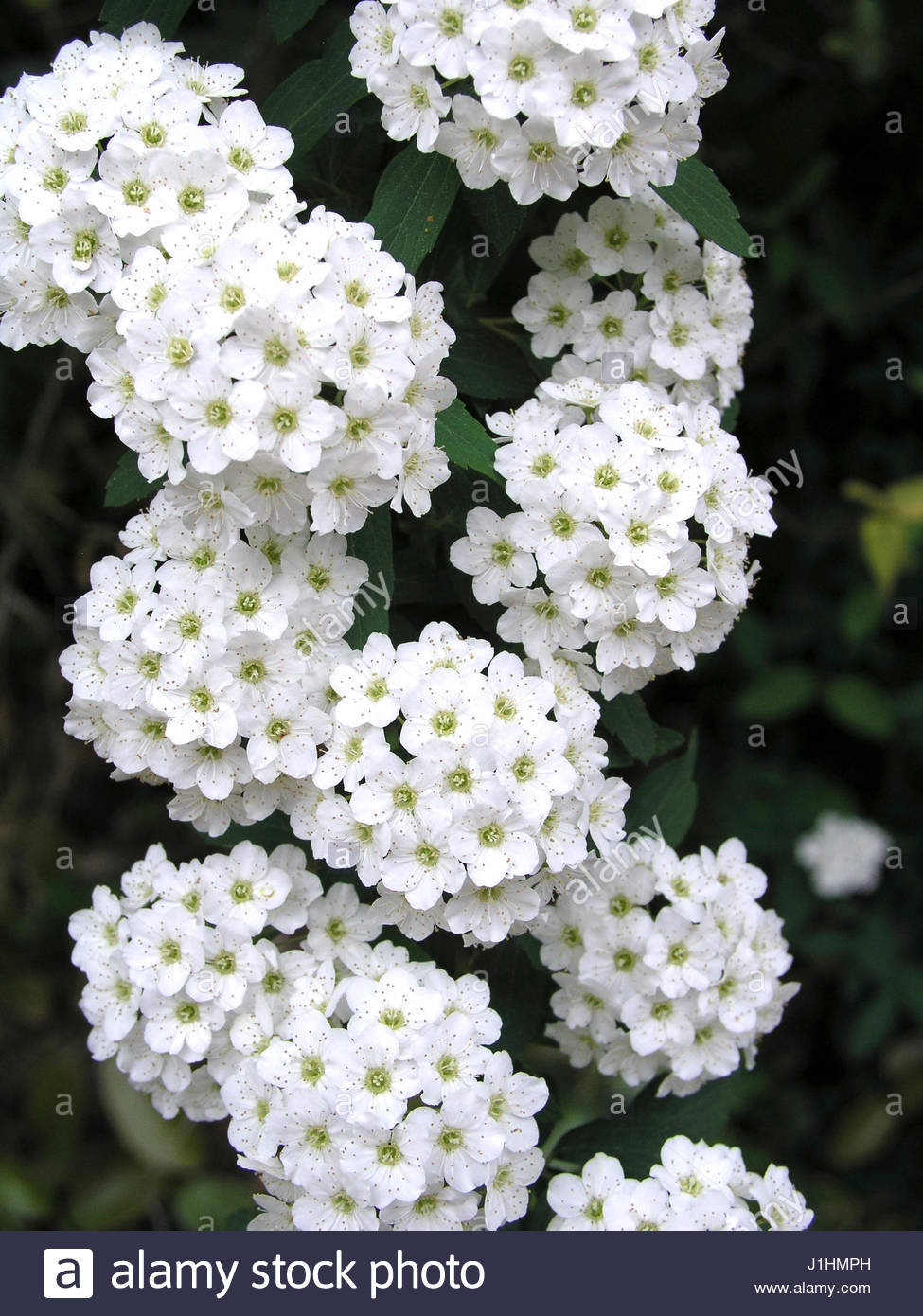 Spiraea X Vanhouttei Stock Photos & Spiraea X Vanhouttei Stock Images ...